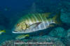 Barred Pargo Pictures - images of Hoplopagrus guentherii